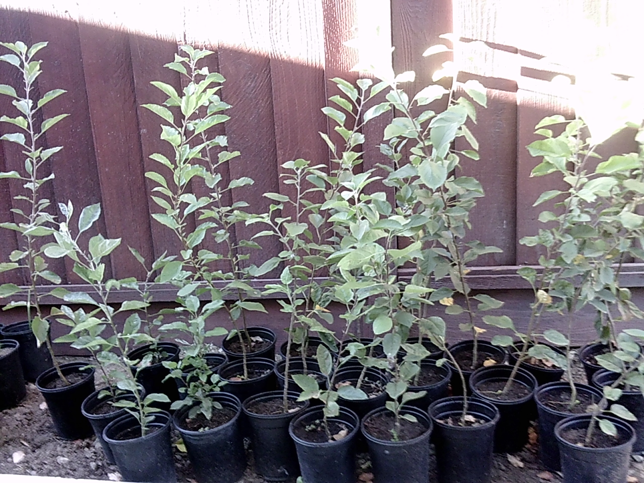 Malus pumila 'Borowinka' - Common Bonsai,Edible Fruit/Nuts,Flowering ...