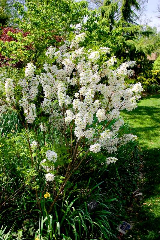 Xanthoceras sorbifolium - Shrub - Yellowhorn