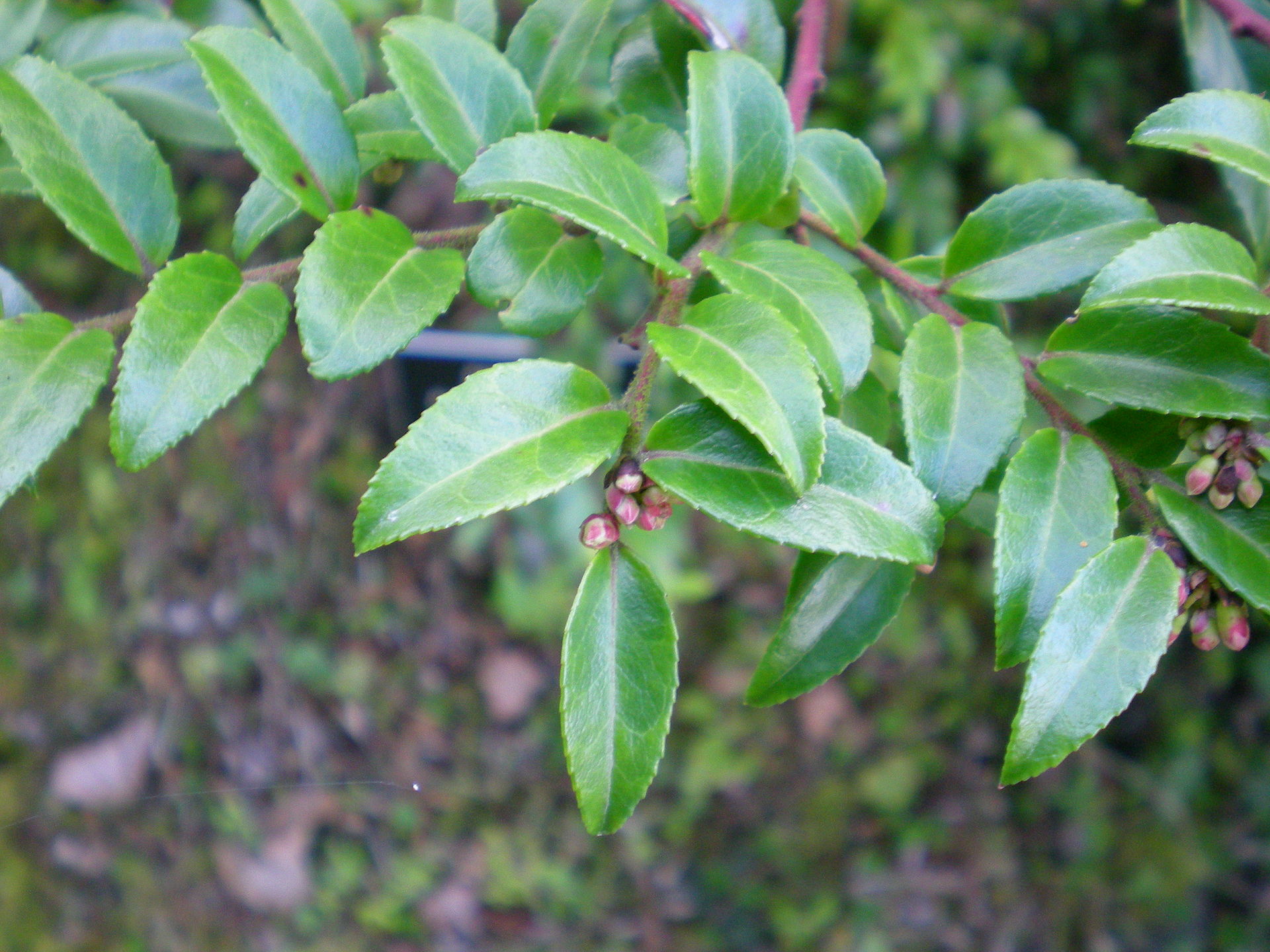 Vaccinium ovatum - Shrub - California Huckleberry, Evergreen Huckleberry
