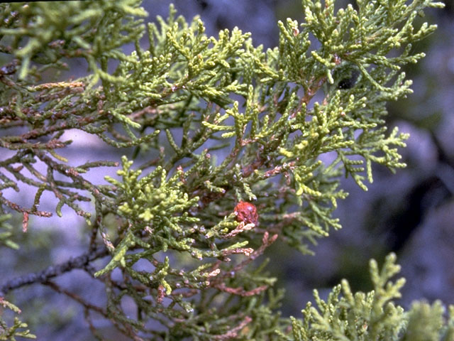 Juniperus monosperma - Common Bonsai,Shrub - Cherrystone Juniper ...