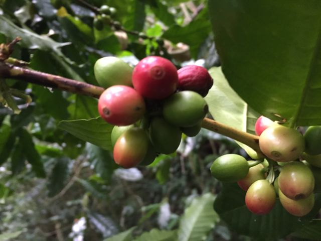 Coffea arabica - Fruit & Vegetable,Fruits,Shrub - Arabian Coffee ...