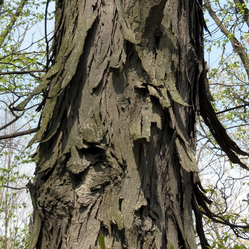 Carya ovata Southern - Deciduous,Hardwood,Shade Tree - Shagbark Hickory