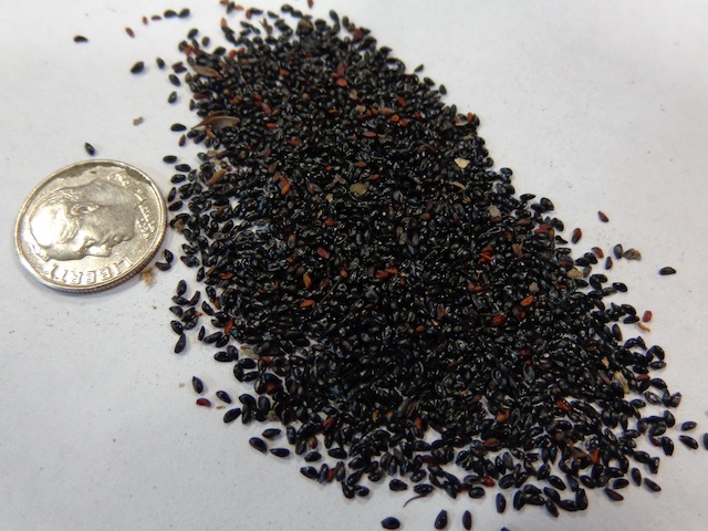 Sheffield's Seed Company