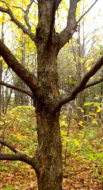 Ostrya virginiana capsules - Common Bonsai,Deciduous,Hardwood,Tree,Web ...