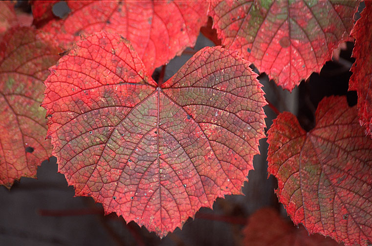 Vitis amurensis - Medicinal Herbs,Vine - Amur Grape