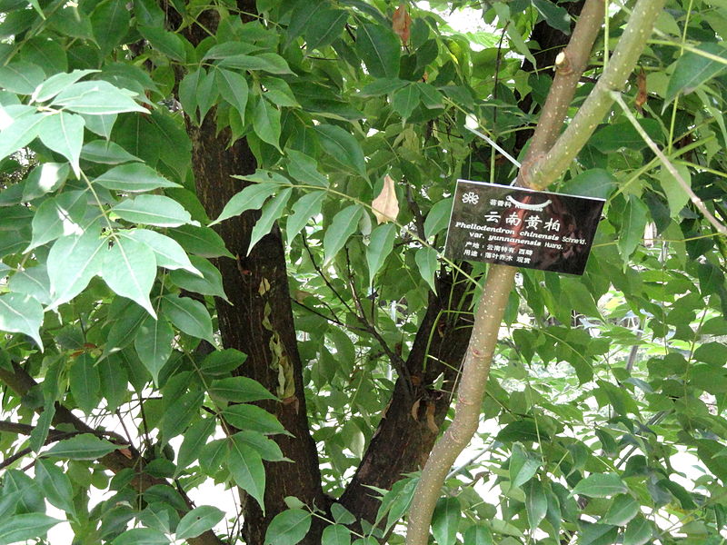Phellodendron chinense - Deciduous - Chinese Cork Tree