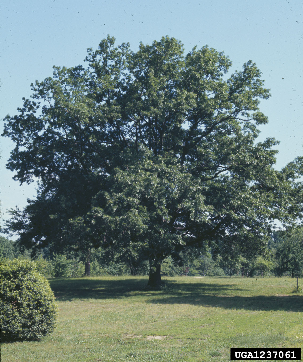 Quercus acutissima - Deciduous,Hardwood - Sawtooth Oak