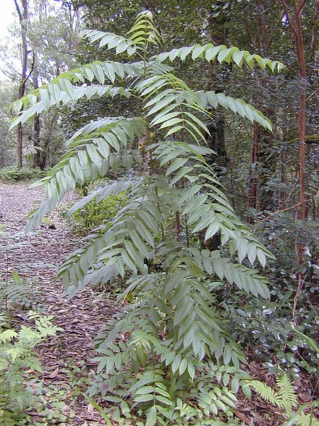Toona ciliata - Hardwood,Tree,Web page Navigation - Australian Red ...