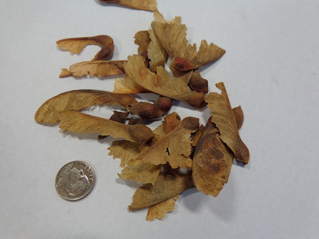 Acer heldreichii - Hardwood - Balkan Maple, Greek Maple, Heldreich's Maple