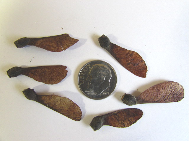 Acer saccharum ssp. leucoderme - Hardwood - Chalk Maple