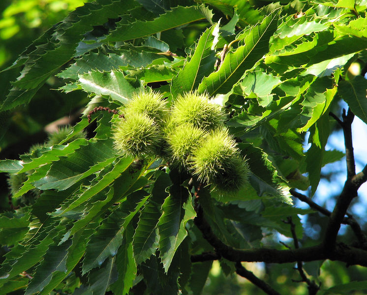 Castanea sativa - Hardwood - European Chestnut, Spanish Chestnut