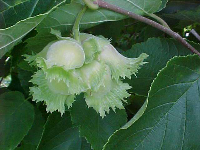 Corylus americana - Medicinal Herbs,Shrub - American Filbert, American ...