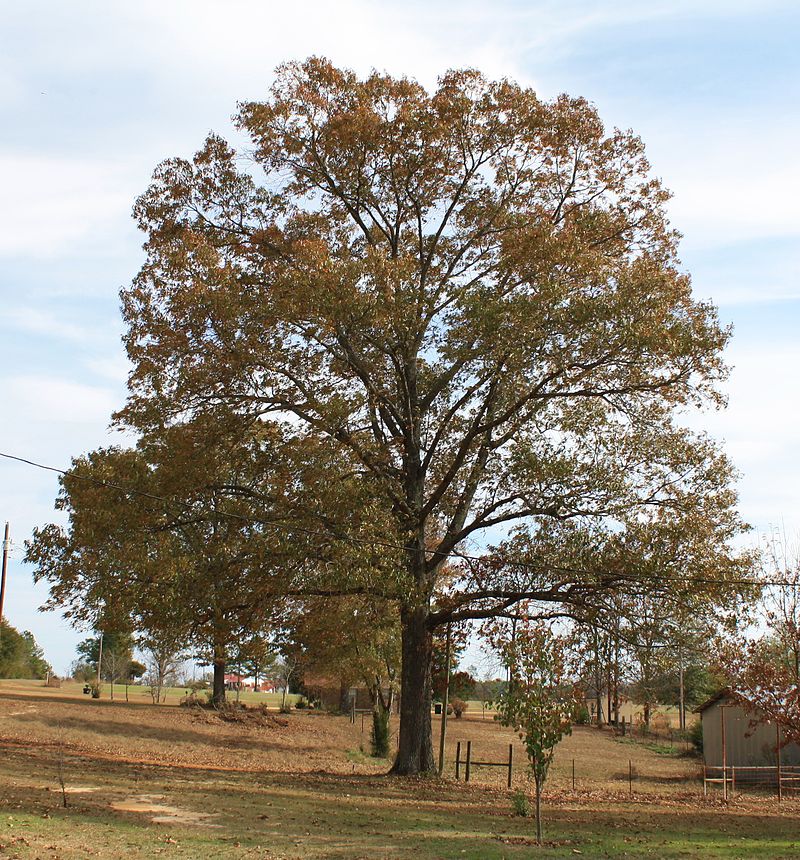Quercus falcata - Deciduous,Hardwood,Shade Tree - Southern Red Oak ...
