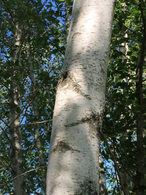 Betula populifolia - Deciduous - Gray Birch