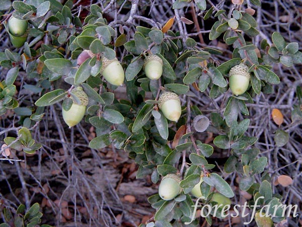 Quercus vacciniifolia - Common Bonsai,Hardwood - Huckleberry Oak