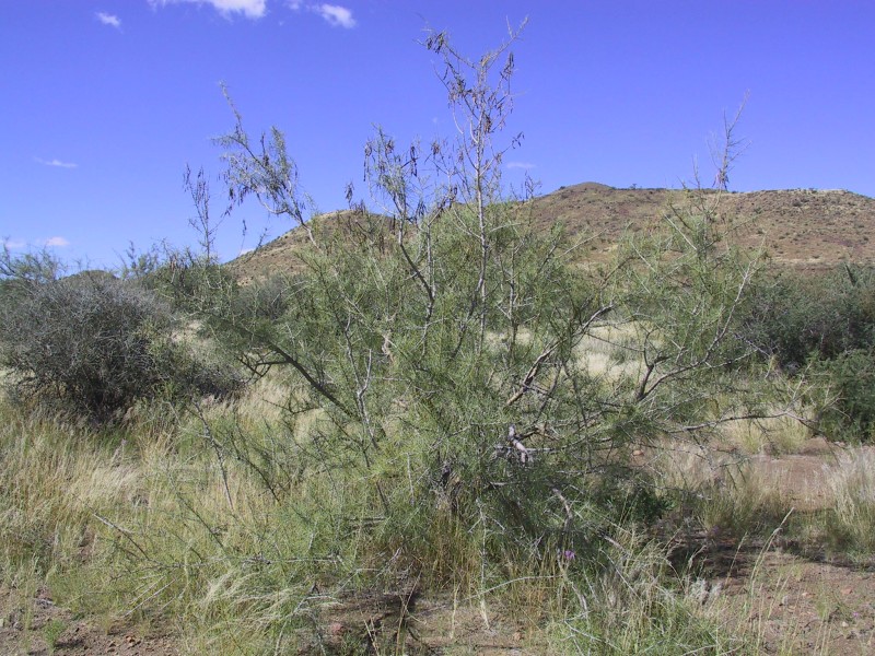 Parkinsonia africana - Flowering Tree - African Wattle