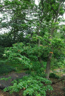 Schima superba - Flowering Tree,Tree,Web page Navigation - mu he shu