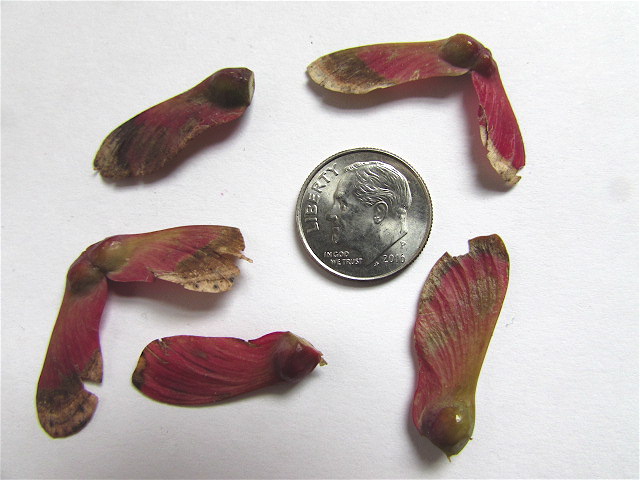 Acer palmatum ssp. matsumurae 'Autumn Fire' fresh/green seed - Common ...