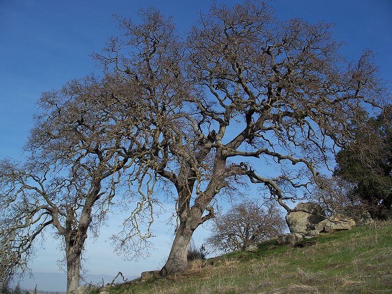 Quercus douglasii - Hardwood - Blue Oak