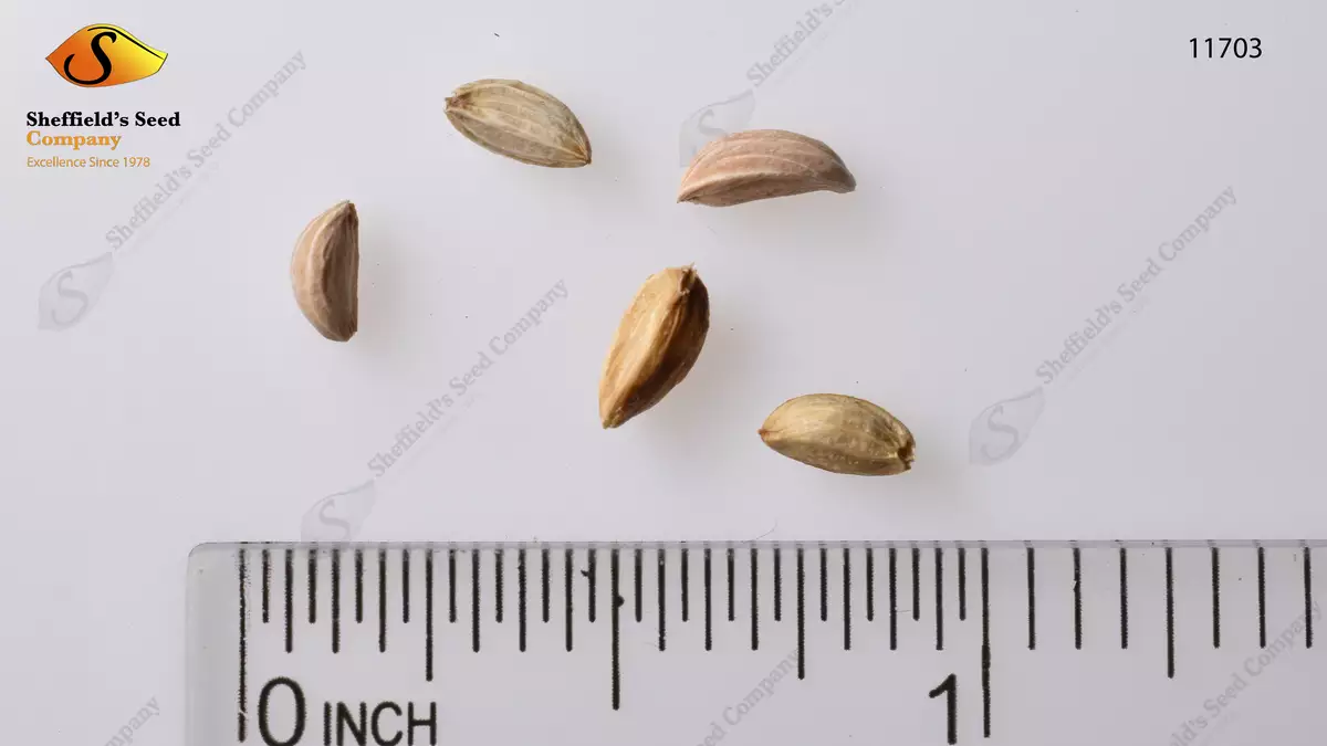 Ilex collina - Shrub - Cherry Holly, Long-stalk Holly, Longstalk Holly