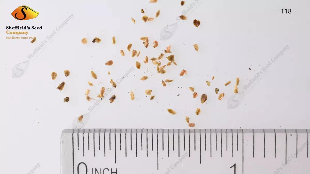 Leucothoe axillaris - Medicinal Herbs,Shrub - Coast leucothoe, Coastal ...