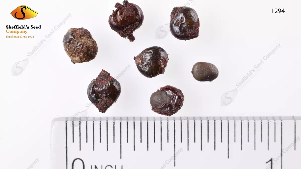 Rhus potaninii dried berries - Deciduous,Medicinal Herbs - Chinese ...