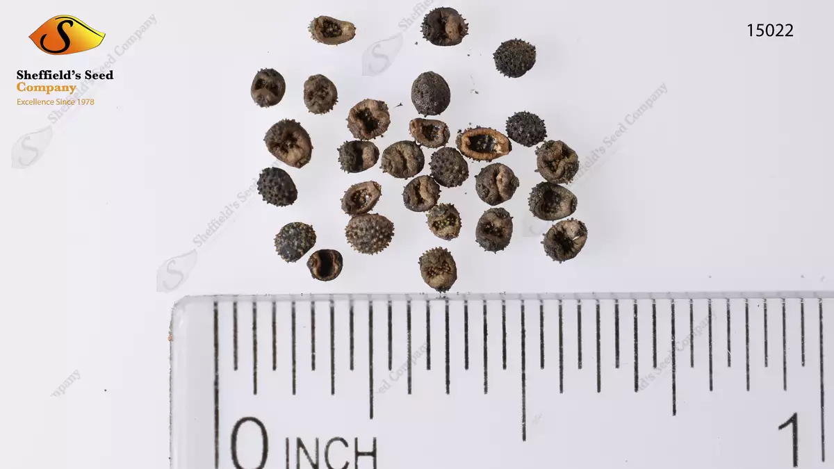 Flower Seed Identification Chart | Best Flower Site