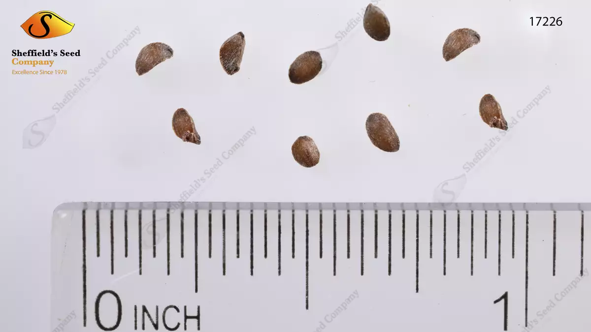 Arbutus menziesii clean seed - Ornamental Fruit - Madrona, Pacific Madrone