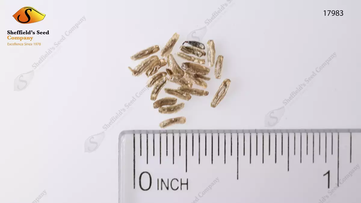 Artemisia stelleriana - Herb,Herbaceous Plants,Web page Navigation ...