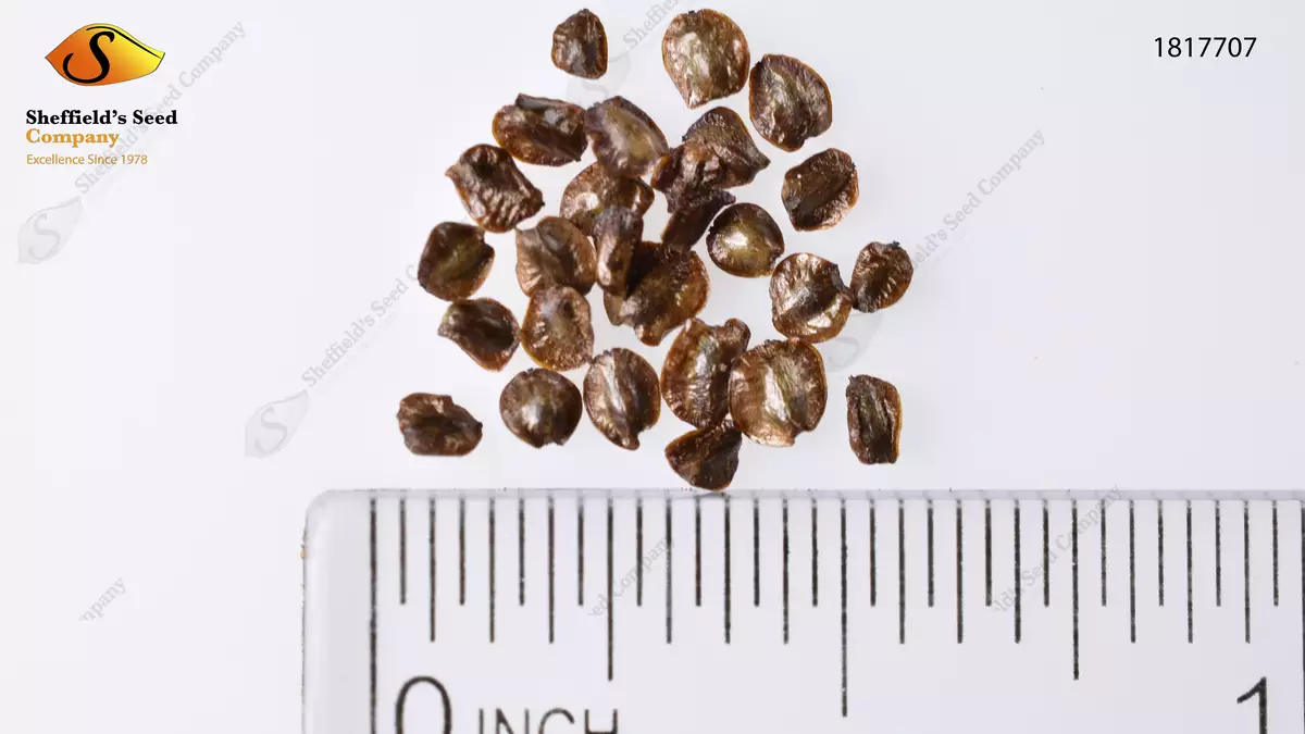 Sheffield's Seed Company