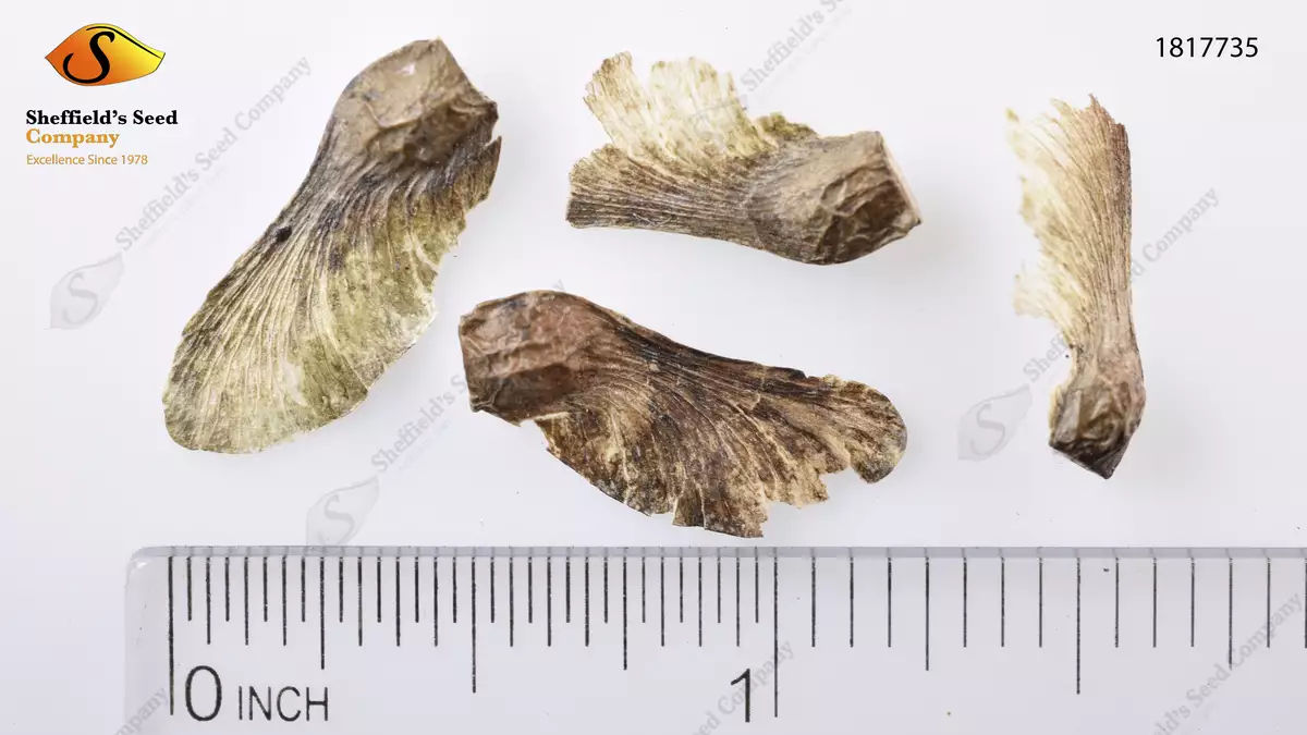 Acer palmatum ssp. amoenum 'Tsukusigata' dry seed - Common Bonsai ...