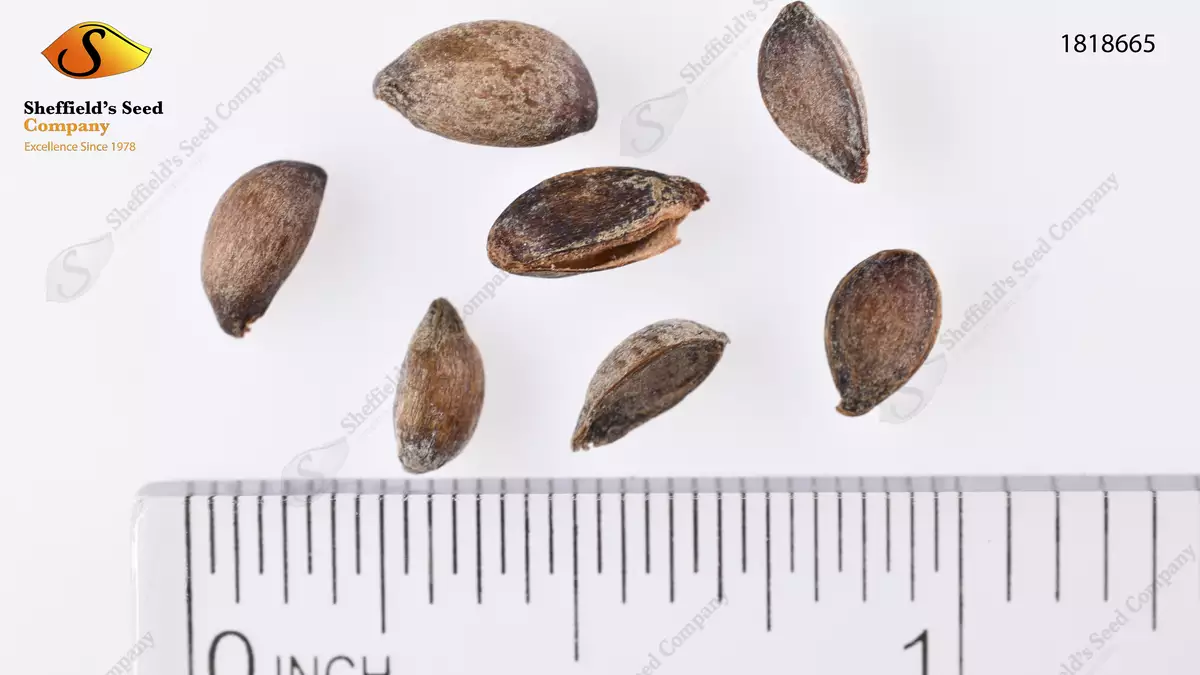 Sorbus torminalis - Medicinal Herbs,Ornamental Fruit - Checkertree ...