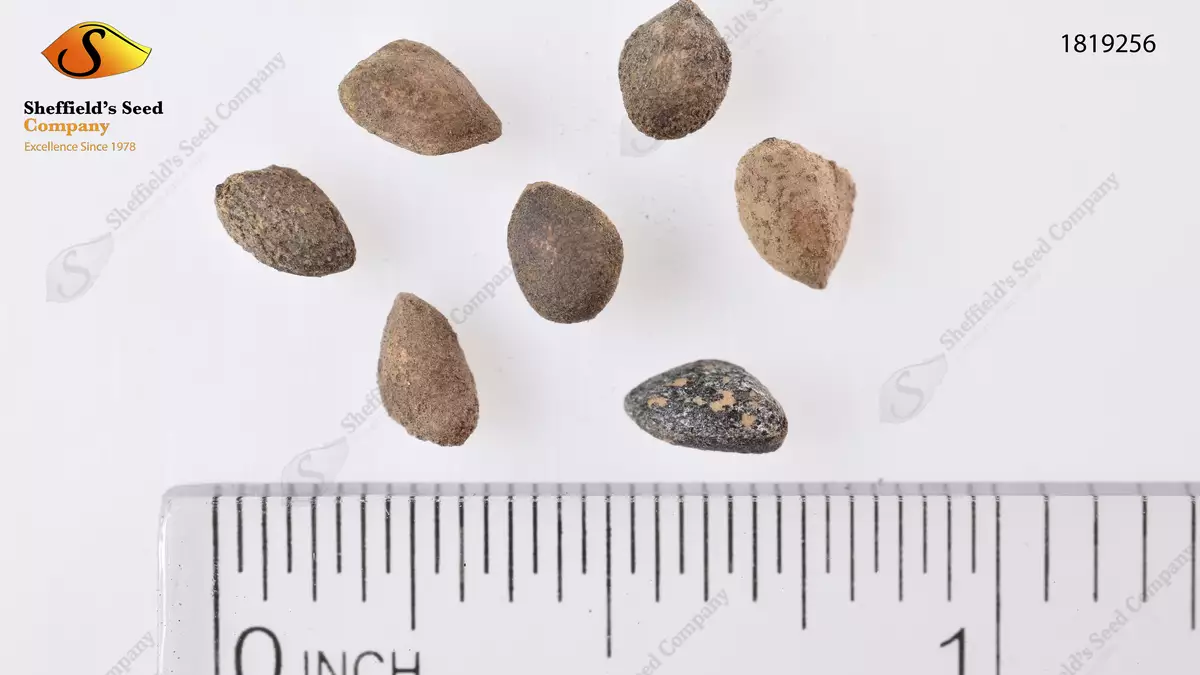 Pinus lawsonii - Conifer,Tree,Web page Navigation - Lawson's Pine