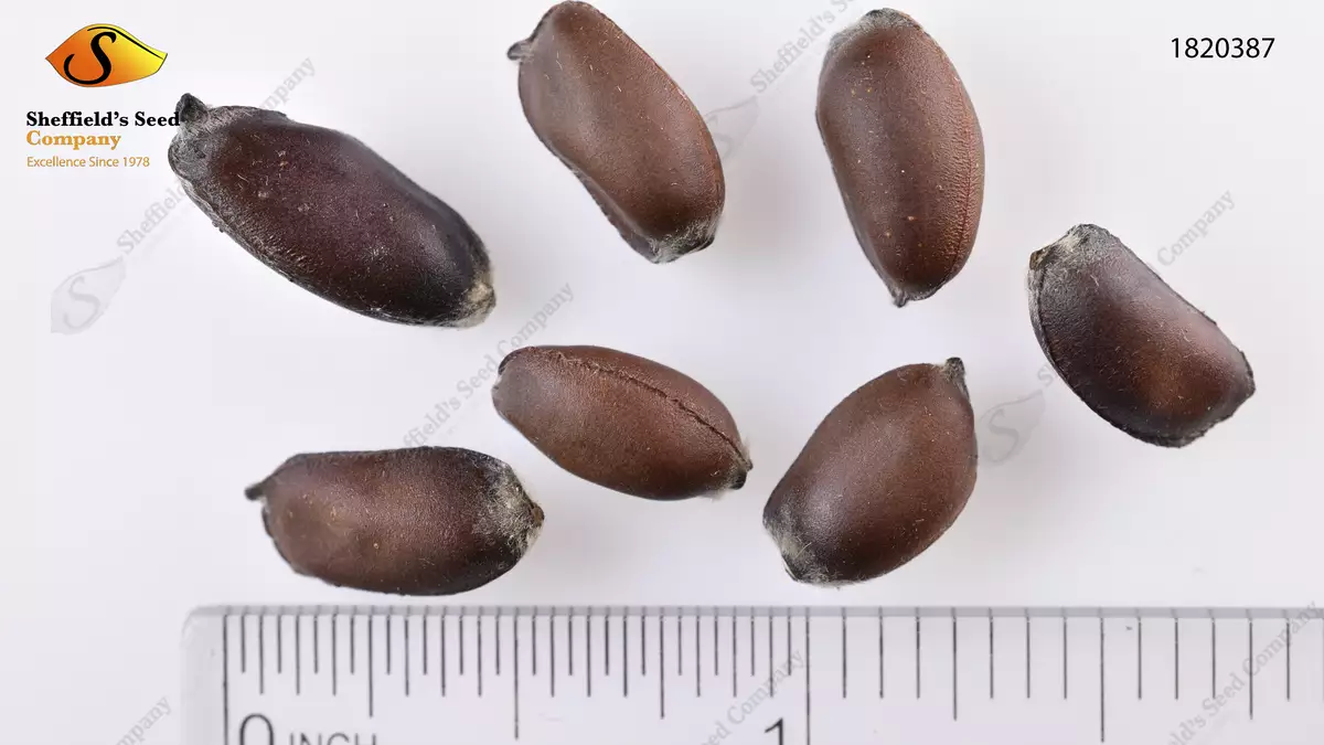 Sheffield's Seed Company