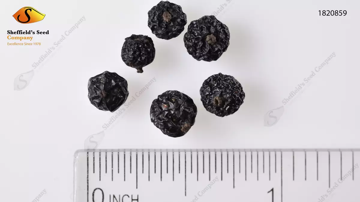 Ilex glabra - Shrub - Appalachian Tea, Dye-leaves, Evergreen ...