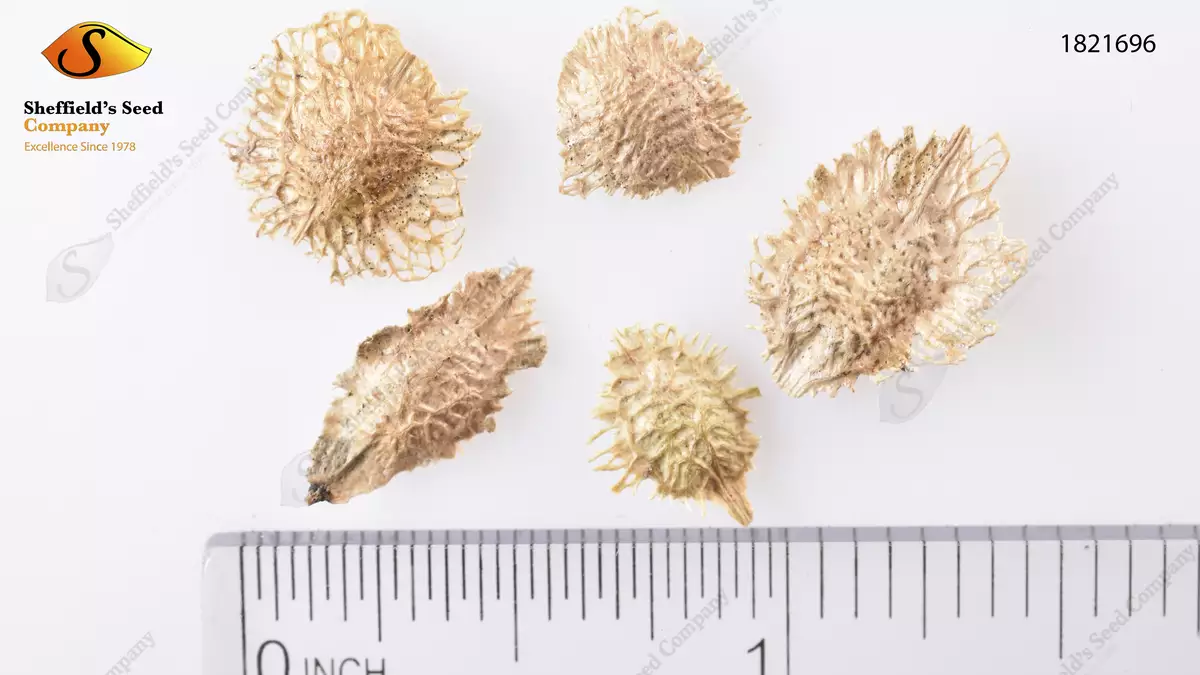 Ptelea trifoliata - Medicinal Herbs,Web page Navigation - Common ...