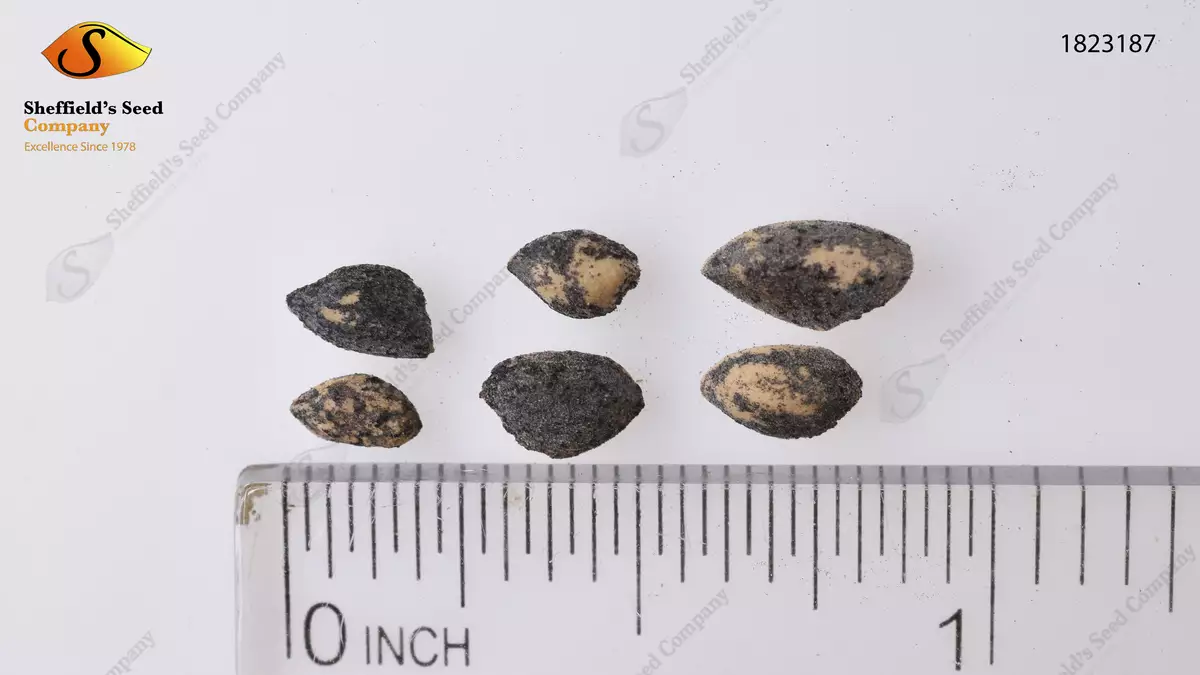 Pinus oocarpa - Conifer - Egg-cone Pine, Mexican Yellow Pine, Ocote ...