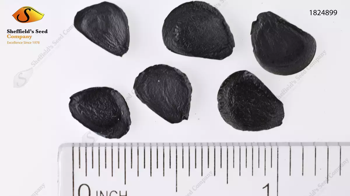 Yucca filamentosa - Herbaceous Plants,Medicinal Herbs,Perennial ...