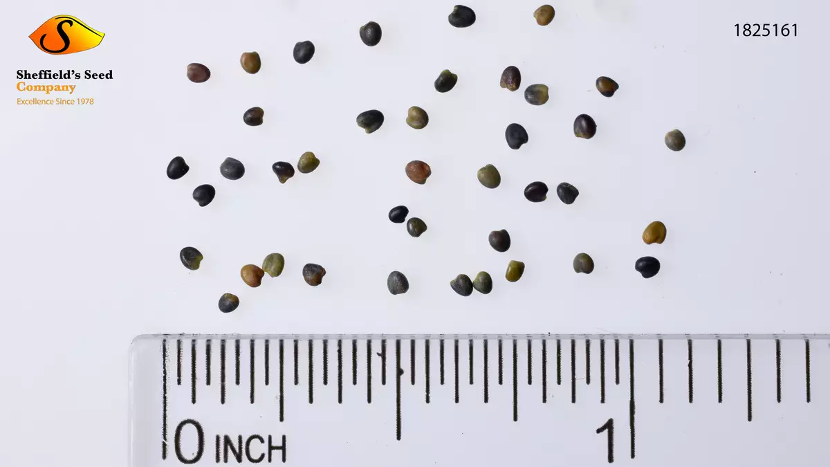 Trifolium hybridum - Herb and Grass Seeds,Herbaceous Plants,Web page ...