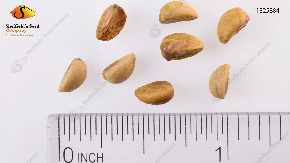 Crataegus brachyacantha - Common Bonsai,Medicinal Herbs,Ornamental ...