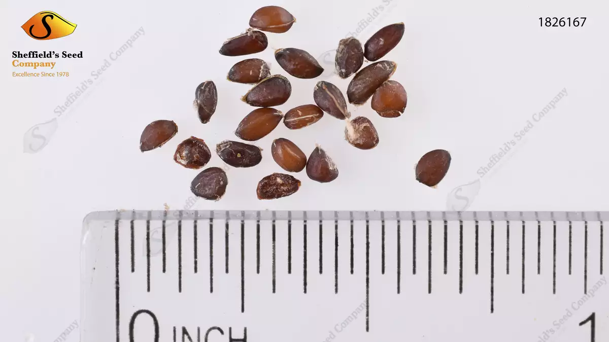 Sheffield's Seed Company