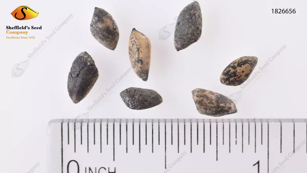 Pinus greggii - Conifer - Gregg's Pine