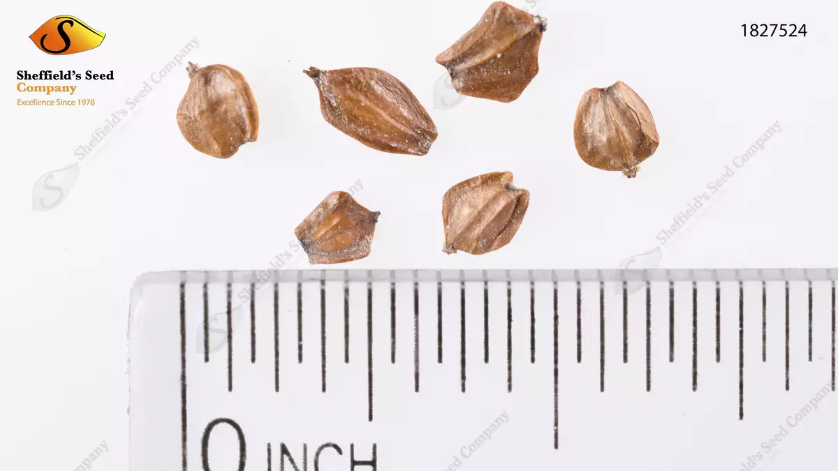 Alnus hirsuta - Deciduous - Manchurian Alder