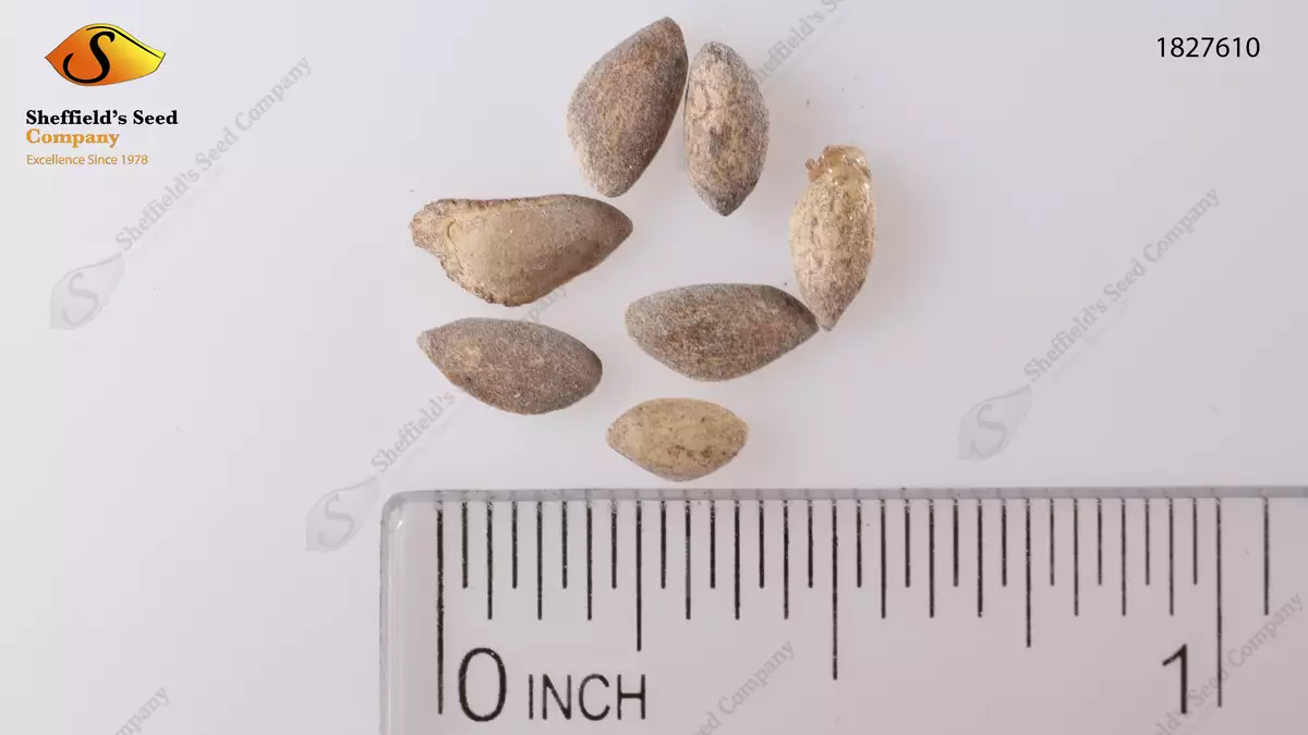 Pinus longaeva - Common Bonsai,Conifer,Endangered Species - Ancient ...