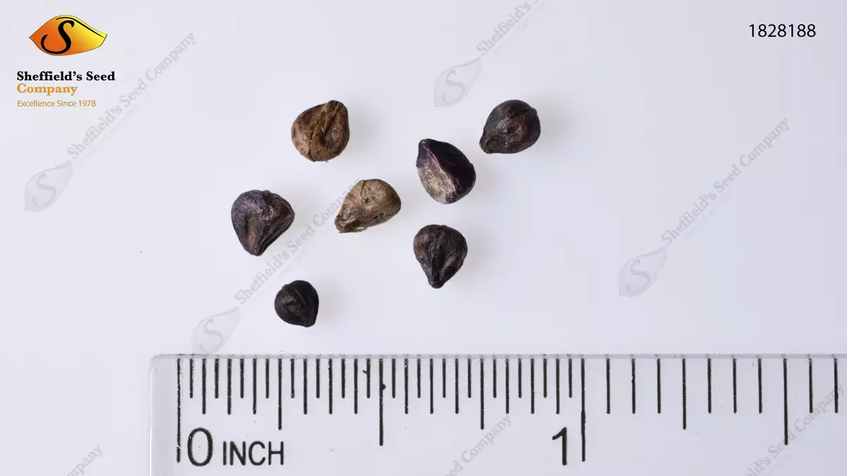 Sheffield's Seed Company