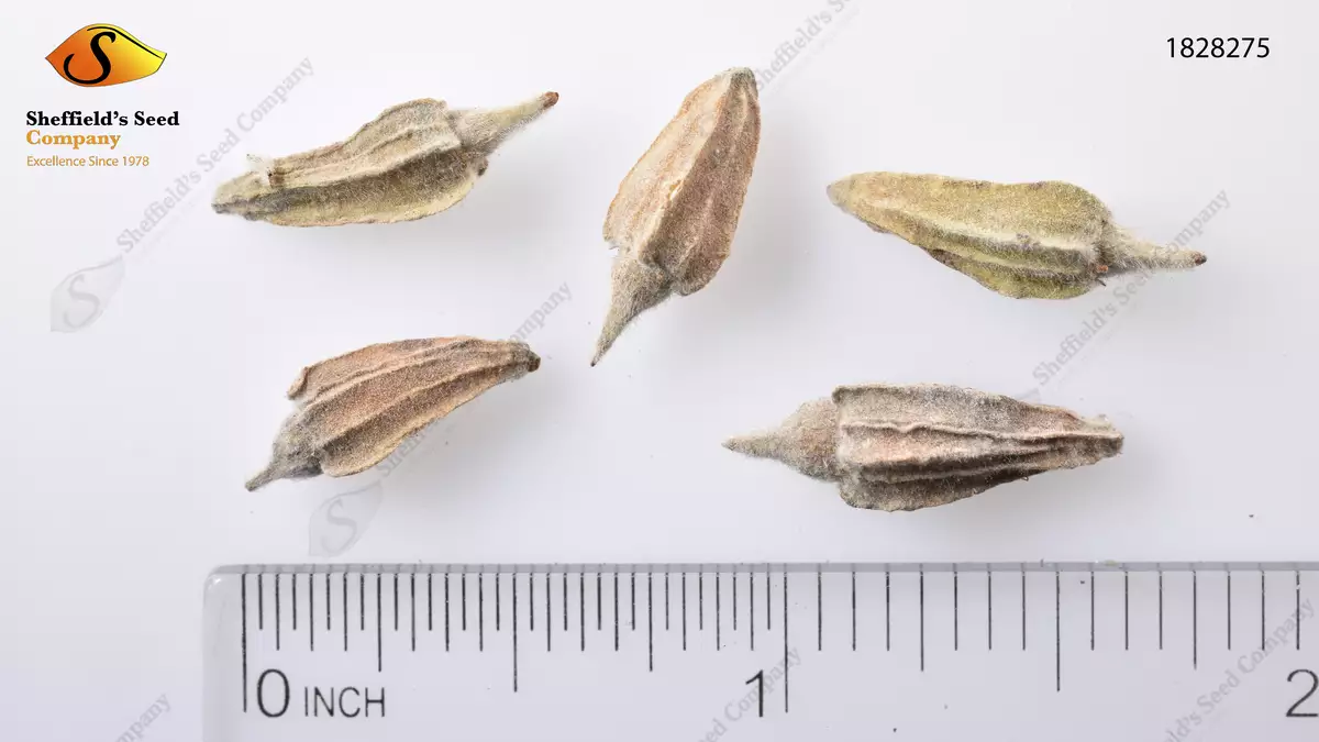 Pterostyrax corymbosus - Deciduous - Little Epaulette Tree