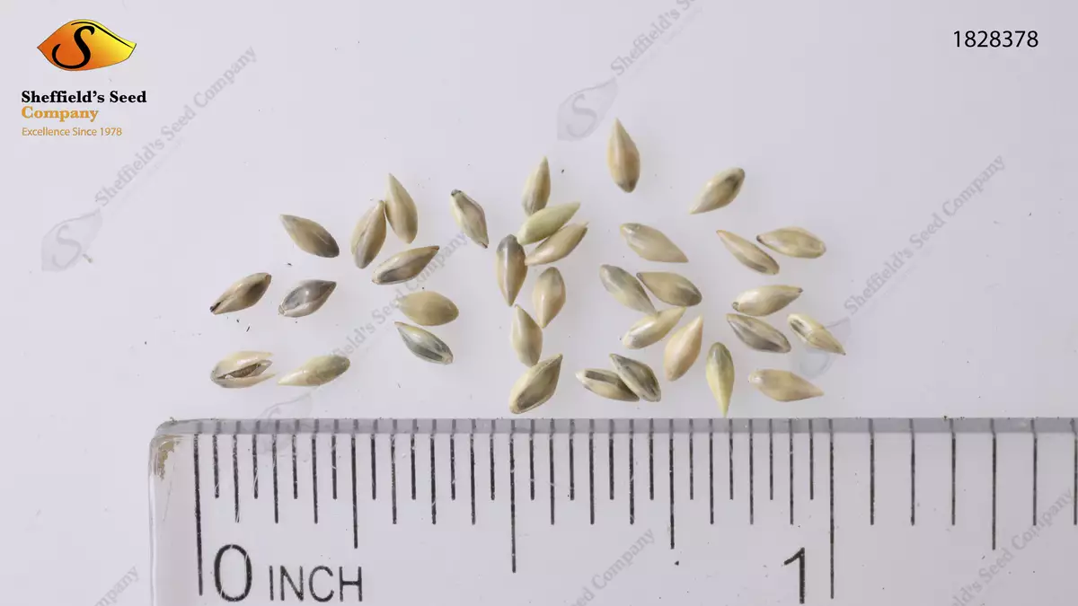 Panicum virgatum 'Sunburst' - Grass,Herbaceous Plants,Web page ...