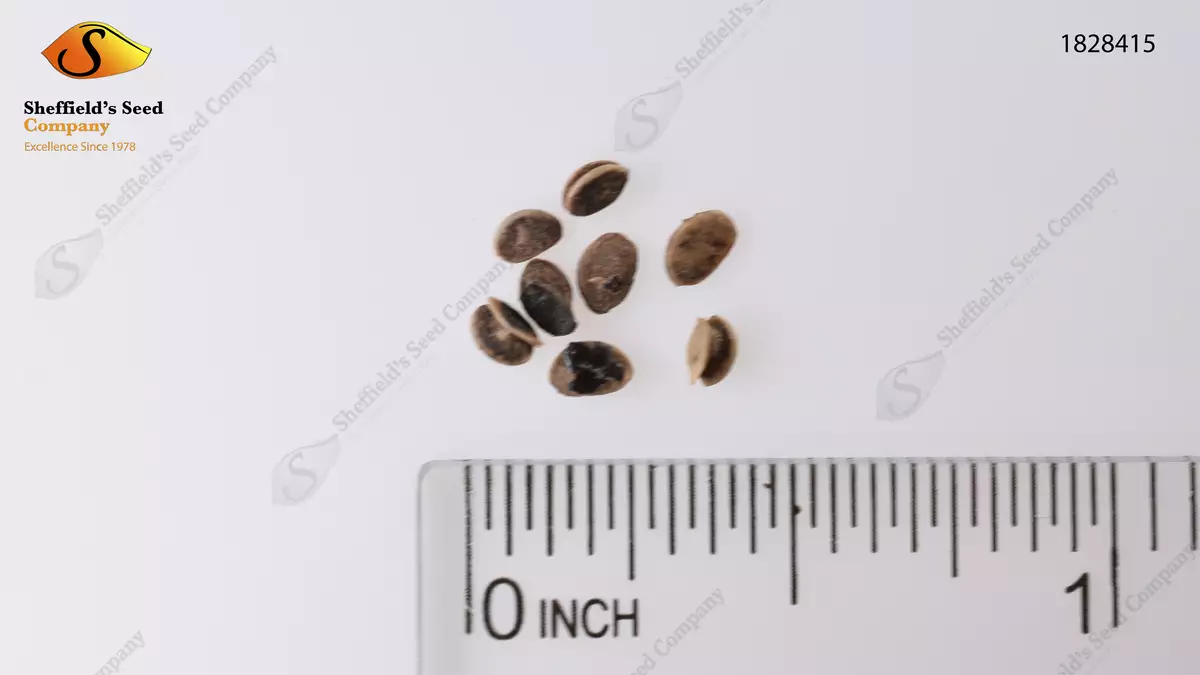 Ilex glabra - Shrub - Appalachian Tea, Dye-leaves, Evergreen ...