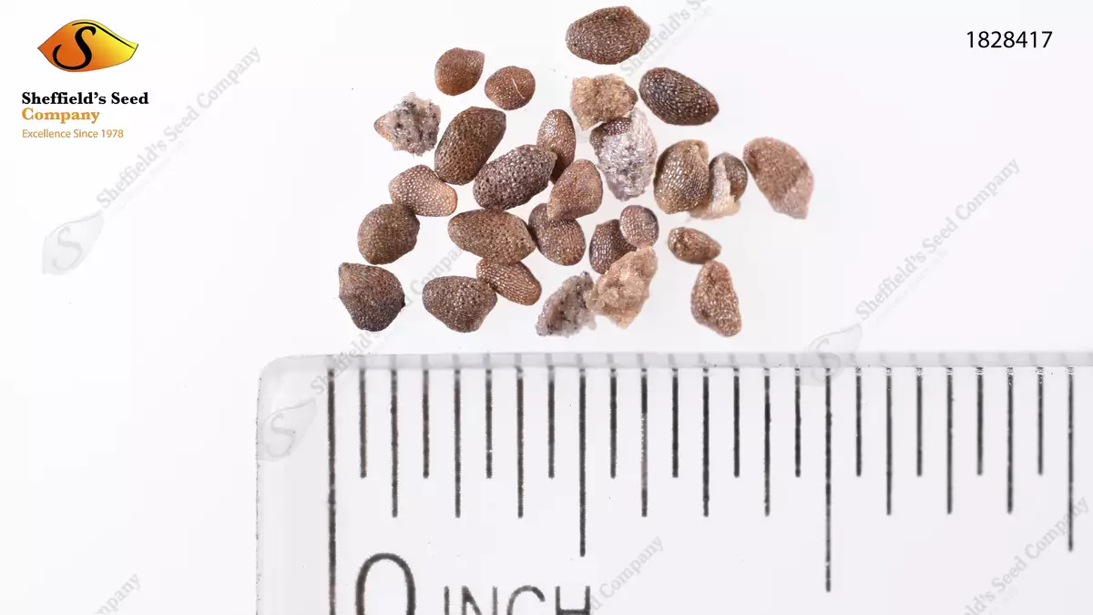 Vaccinium arboreum - Shrub - Farkleberry, Tree Sparkleberry