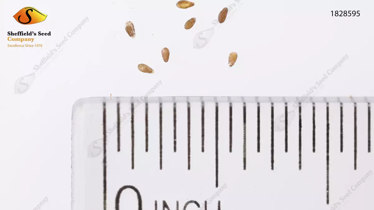 Artemisia frigida - Web page Navigation - Fringed Sage, Prairie Sagewort